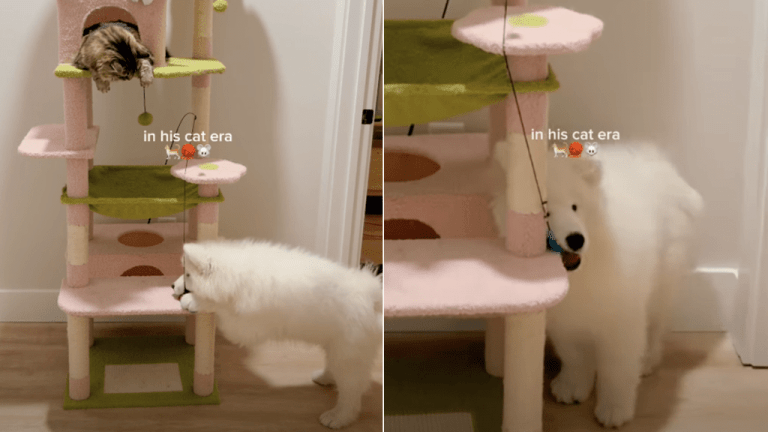 Furry Family Odyssey | Owner Captures Samoyed Puppy Being in His ‘Cat Era’